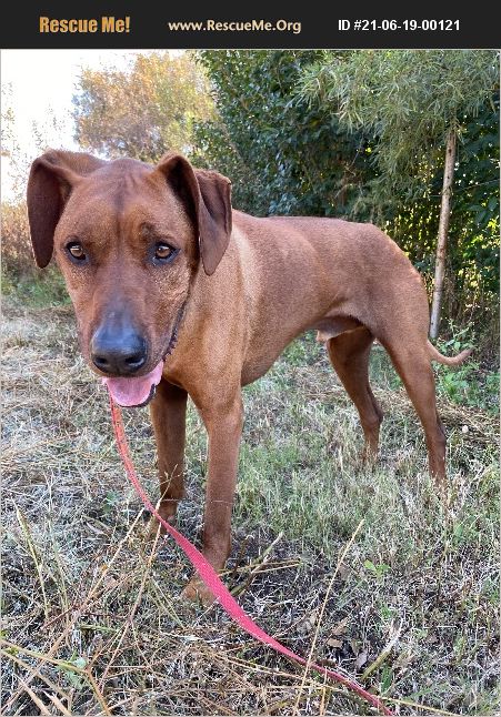 ADOPT 21061900121 ~ Rhodesian Ridgeback Rescue ~ Johannesburg, Gauteng ...