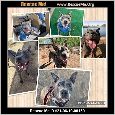 - Arizona Pit Bull Rescue - ADOPTIONS - Rescue Me!