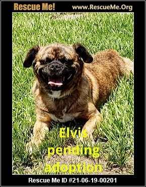 - North Carolina Pug Rescue - ADOPTIONS - Rescue Me!