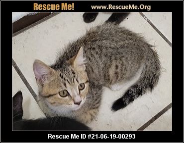 - Arizona Cat Rescue - ADOPTIONS - Rescue Me!