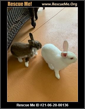 - Georgia Rabbit Rescue - ADOPTIONS - Rescue Me!