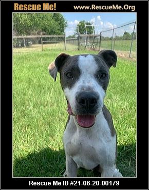 - Texas Pit Bull Rescue - ADOPTIONS - Rescue Me!