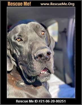 - Texas Great Dane Rescue - ADOPTIONS - Rescue Me!