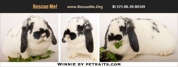 ADOPT 21062000349 ~ Rabbit Rescue ~ Chicago, IL