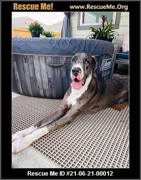 - Texas Great Dane Rescue - ADOPTIONS - Rescue Me!