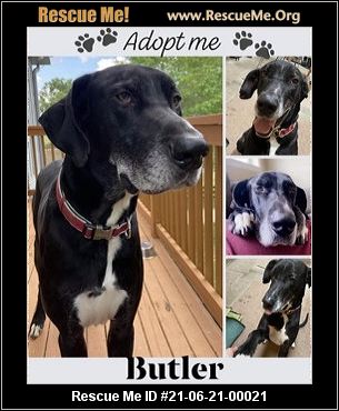 - Texas Great Dane Rescue - ADOPTIONS - Rescue Me!