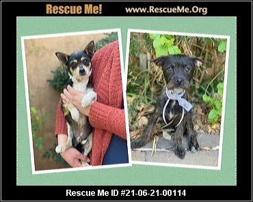 - California Border Terrier Rescue - ADOPTIONS - Rescue Me!