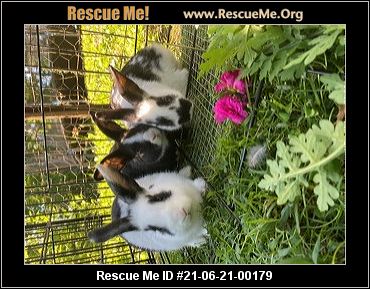- Ohio Rabbit Rescue - ADOPTIONS - Rescue Me!