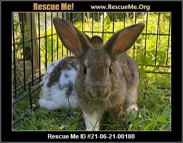 - Ohio Rabbit Rescue - ADOPTIONS - Rescue Me!
