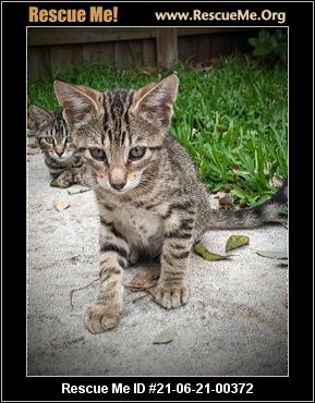 - Florida Cat Rescue - ADOPTIONS - Rescue Me!