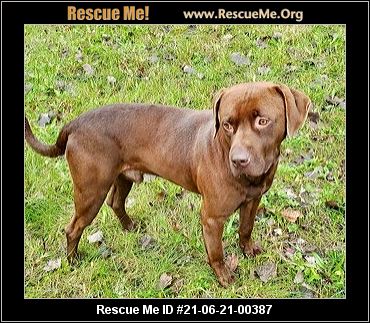 - Ohio Australian Shepherd Rescue - ADOPTIONS - Rescue Me!