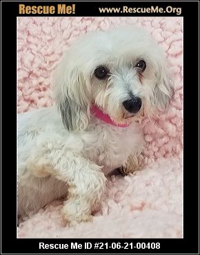 - Colorado Poodle Rescue - ADOPTIONS - Rescue Me!