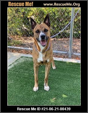 - California Basenji Rescue - ADOPTIONS - Rescue Me!