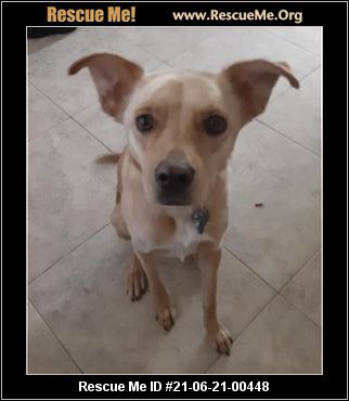 - Arizona Lab Rescue - ADOPTIONS - Rescue Me!