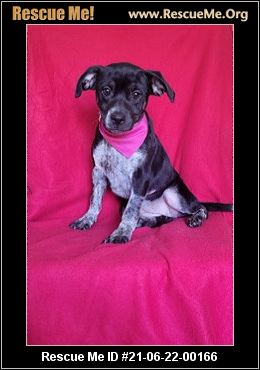 - Delaware Dog Rescue - ADOPTIONS - Rescue Me!