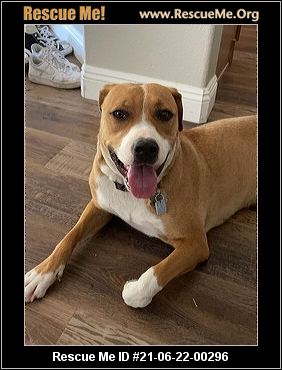 - Arizona Pit Bull Rescue - ADOPTIONS - Rescue Me!