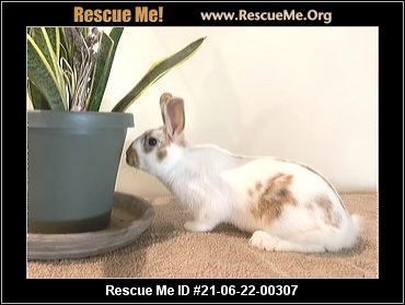 - California Rabbit Rescue - ADOPTIONS - Rescue Me!