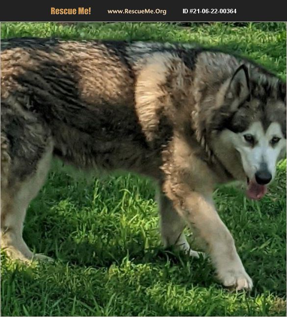 ADOPT 21062200364 ~ Alaskan Malamute Rescue ~ Stillwater, OK