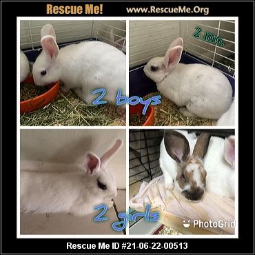 - Florida Rabbit Rescue - ADOPTIONS - Rescue Me!