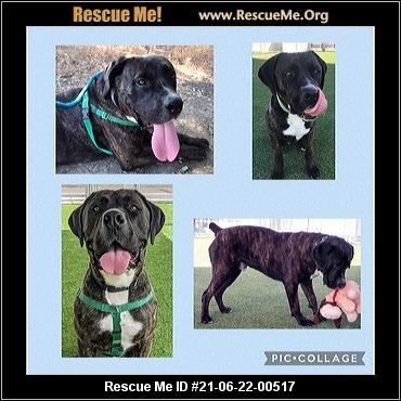 - California Mastiff Rescue - ADOPTIONS - Rescue Me!