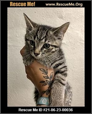 - New Jersey Cat Rescue - ADOPTIONS - Rescue Me!