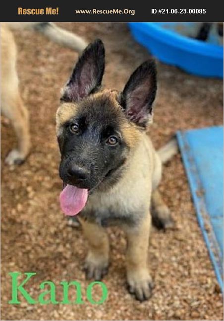 ADOPT 21062300085 ~ Belgian Malinois Rescue ~ Seattle, WA