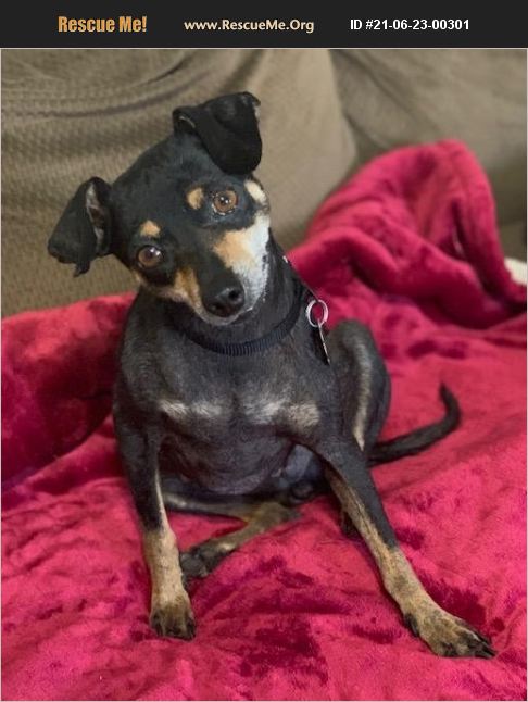 ADOPT 21062300301 ~ Miniature Pinscher Rescue ~ Los Angeles, CA