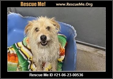 - California Border Terrier Rescue - ADOPTIONS - Rescue Me!