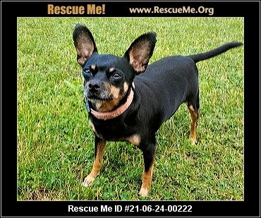 - Michigan Dog Rescue - ADOPTIONS - Rescue Me!