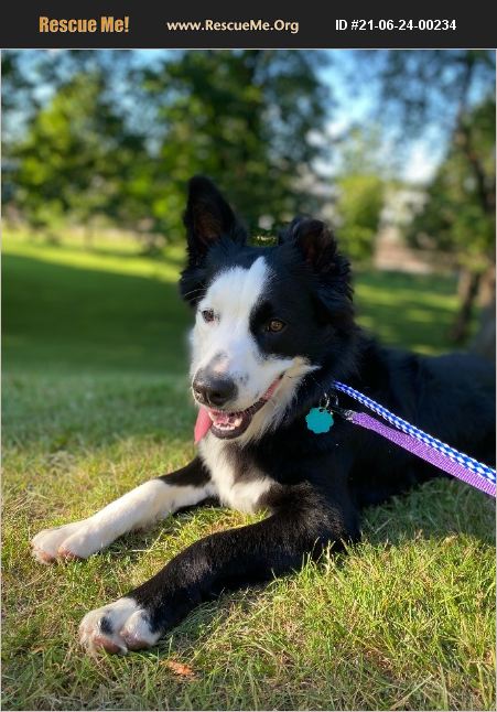 ADOPT 21062400234 ~ Australian Shepherd Rescue ~ Portland, OR