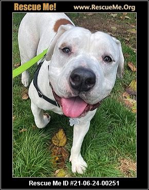 - Massachusetts Mutt Rescue - ADOPTIONS - Rescue Me!