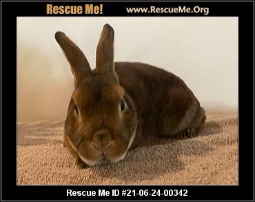 - California Rabbit Rescue - ADOPTIONS - Rescue Me!