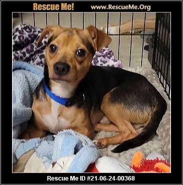 - Virginia Yorkie Rescue - ADOPTIONS - Rescue Me!