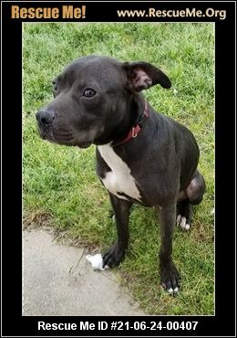 - North Carolina Pit Bull Rescue - ADOPTIONS - Rescue Me!
