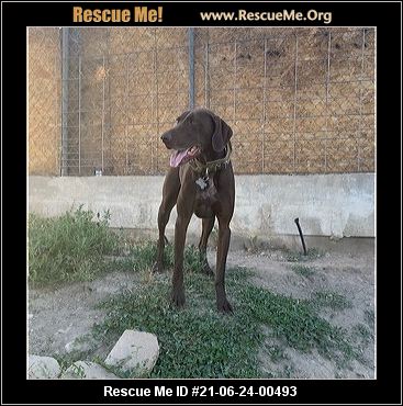 - Utah German Shorthaired Pointer Rescue - ADOPTIONS - Rescue Me!