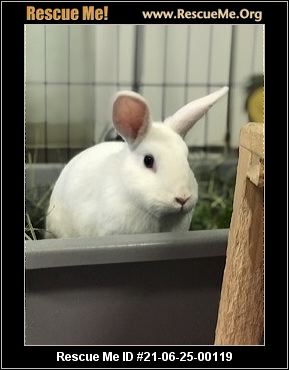 - California Rabbit Rescue - ADOPTIONS - Rescue Me!