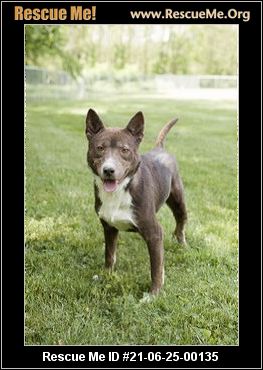 - Ohio Siberian Husky Rescue - ADOPTIONS - Rescue Me!