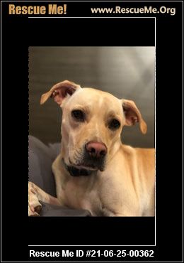 - Florida Lab Rescue - ADOPTIONS - Rescue Me!