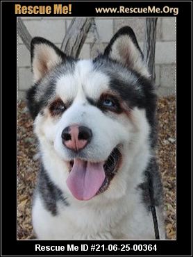 - California Siberian Husky Rescue - ADOPTIONS - Rescue Me!