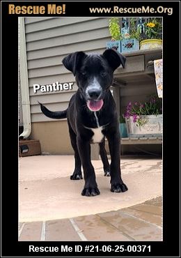 - Delaware Dog Rescue - ADOPTIONS - Rescue Me!