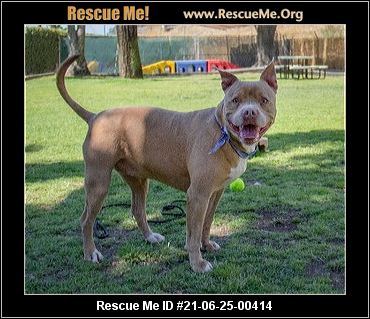 - California Pit Bull Rescue - ADOPTIONS - Rescue Me!