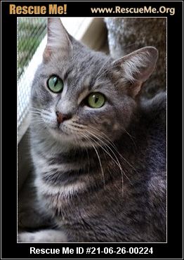 - South Carolina Cat Rescue - ADOPTIONS - Rescue Me!