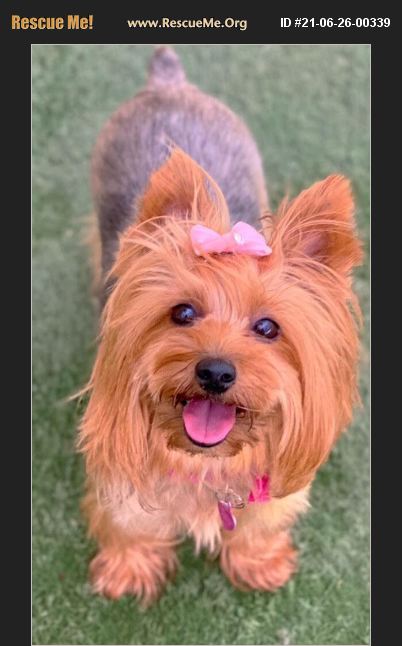 ADOPT 21062600339 ~ Yorkie Rescue ~ Maricopa County, AZ