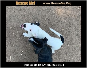- Oklahoma Boxer Rescue - ADOPTIONS - Rescue Me!