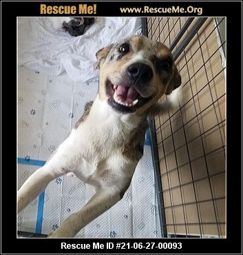 - Virginia Dog Rescue - ADOPTIONS - Rescue Me!