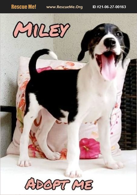 ADOPT 21062700163 ~ Beagle Rescue ~ Grove, OK