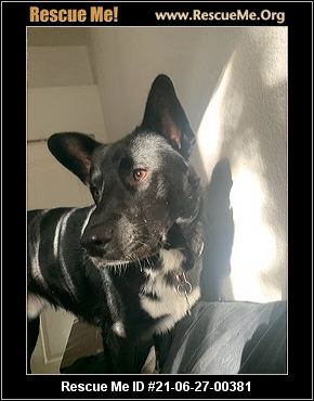 - California Dog Rescue - ADOPTIONS - Rescue Me!