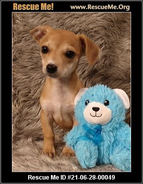 - Delaware Dog Rescue - ADOPTIONS - Rescue Me!