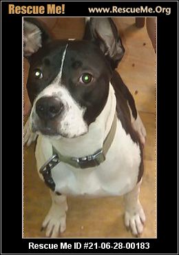 - North Carolina Pit Bull Rescue - ADOPTIONS - Rescue Me!