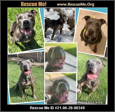 - California Dog Rescue - ADOPTIONS - Rescue Me!